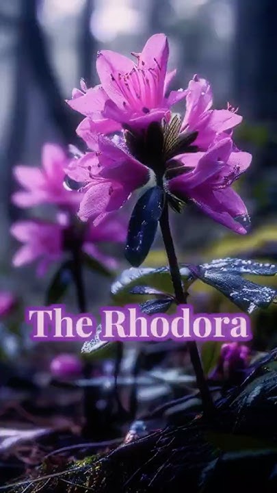 The Rhodora - A Hidden Flower’s Wisdom | Ralph Waldo Emerson #classicpoetry #naturepoem # ...