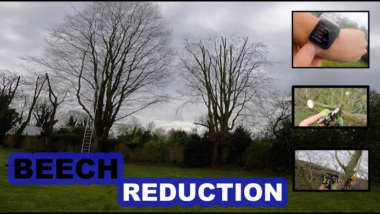 Tree Climber Reducing A 60FT Beech Tree - YouTube
