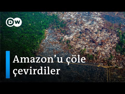 Altın madenciliği Amazonları çöle çevirdi - DW Türkçe