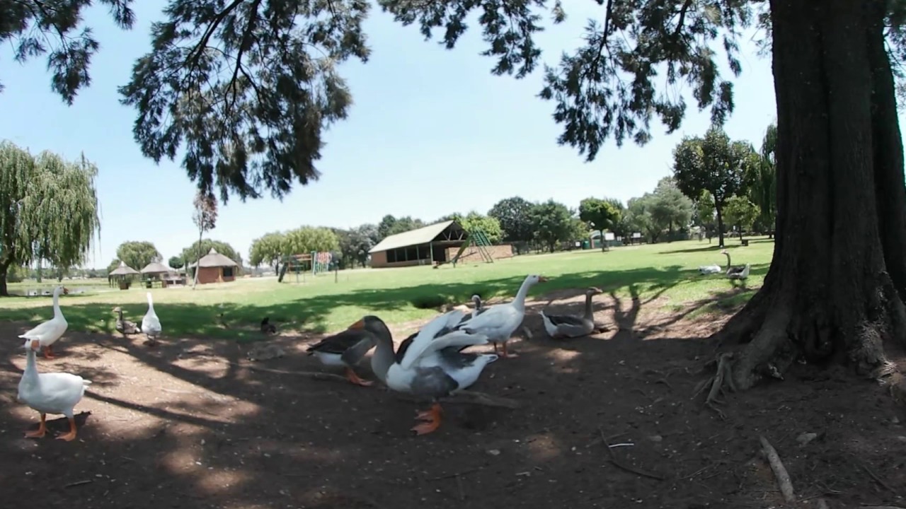 360 video of Ducks at Bokkie park - YouTube
