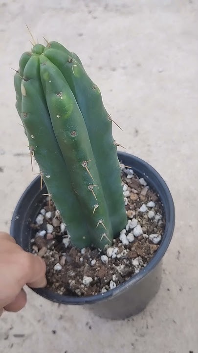 TPM x ss02 (from cactus affinity)#garden #plants #trichocereus - YouTube