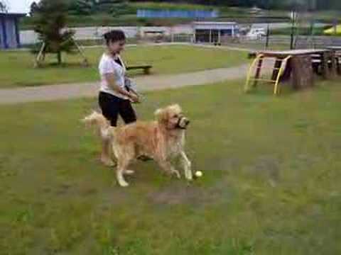 my dog luke - YouTube