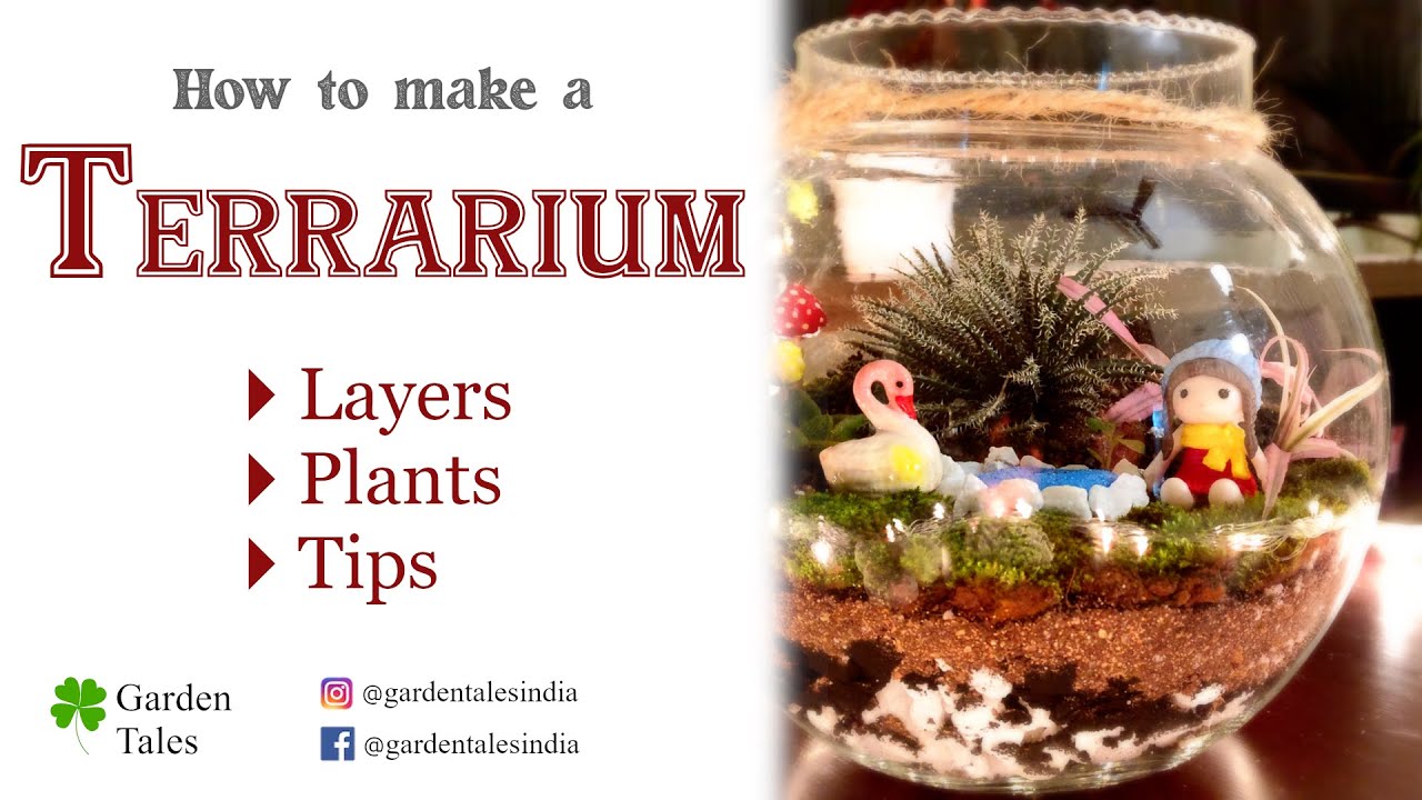 How to make a Terrarium: Quick and Easy Steps to Open Glass Terrarium ...