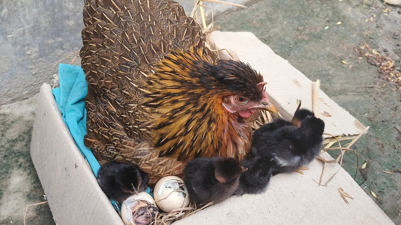 Hen Egg Hatching Homemade Cute Chicks - YouTube