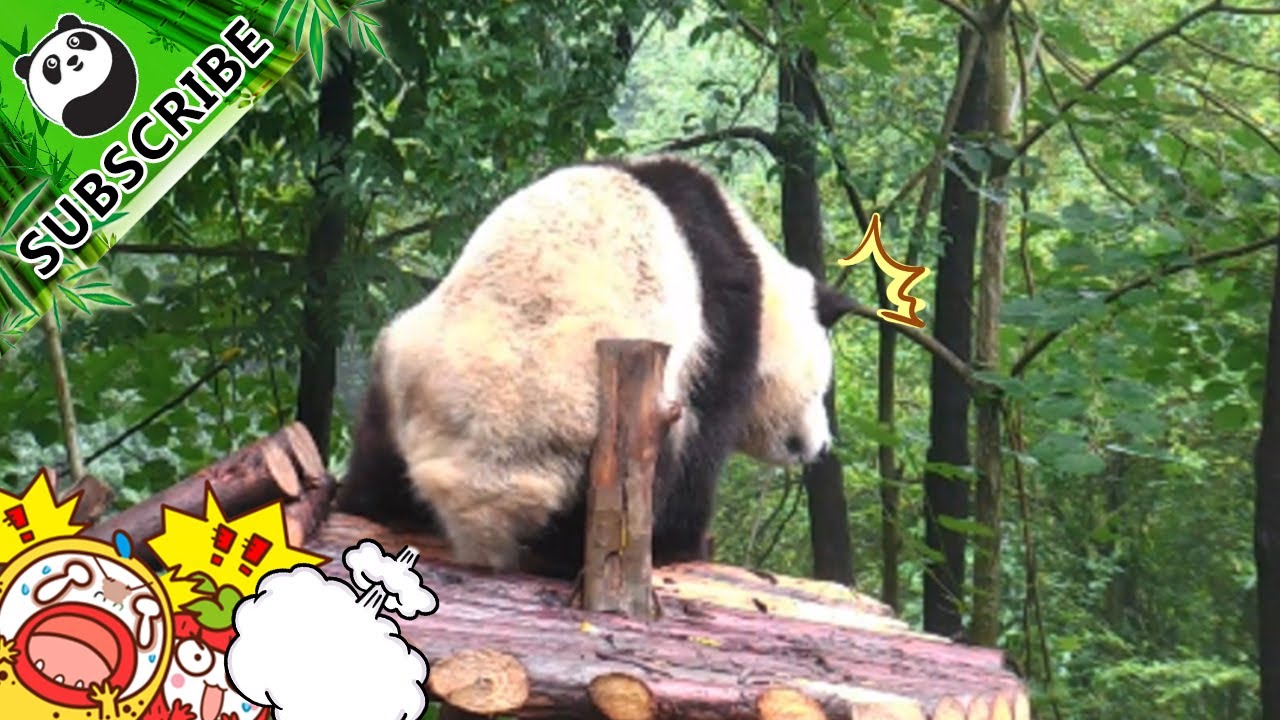 Baby panda can't stop scratching his back! | iPanda - YouTube
