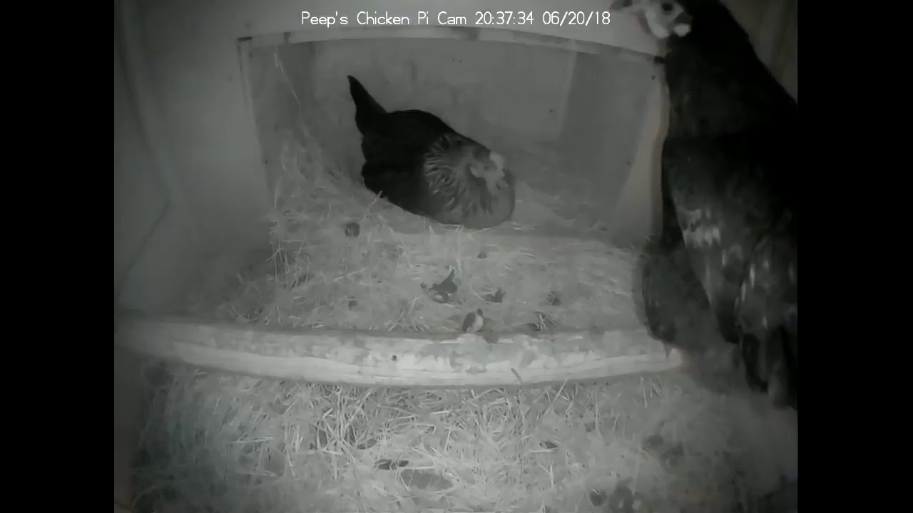 Peep's Chicken Pi Cam Live Stream - YouTube
