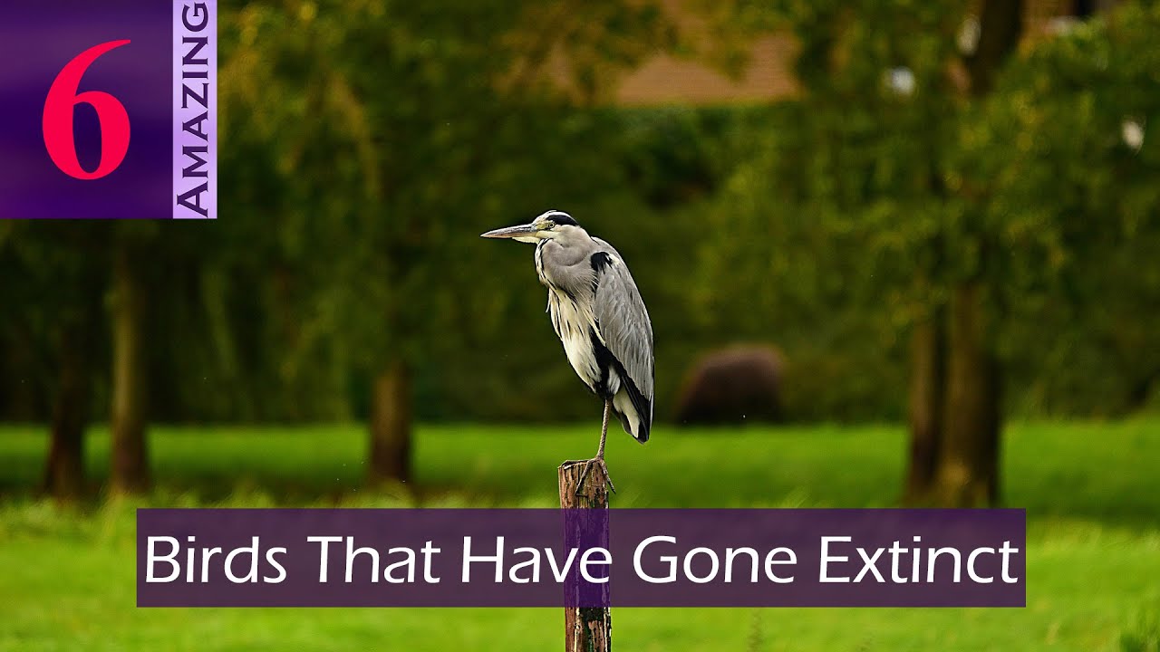 6 Amazing Birds That Have Gone Extinct. The Birds We Have Lost Forever ...