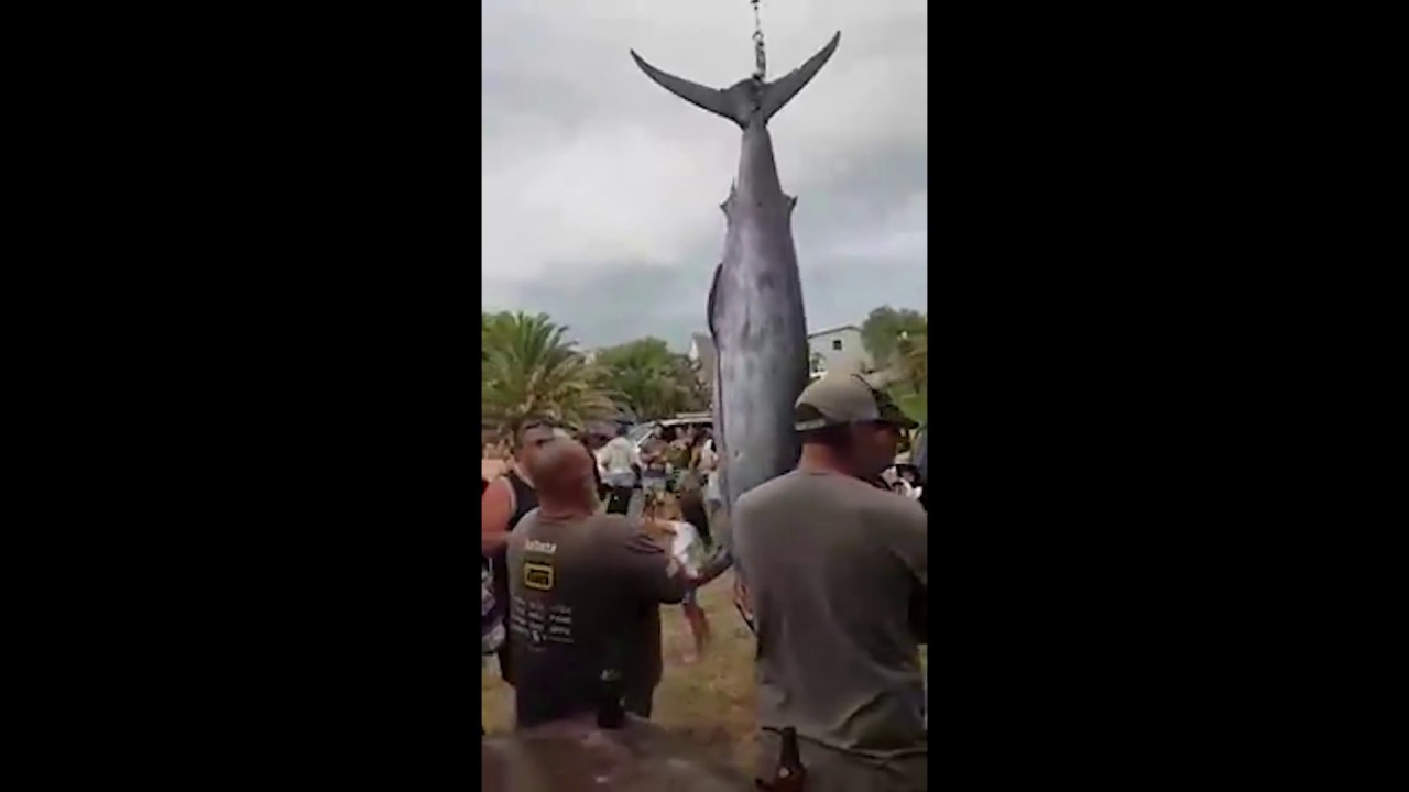Record-Breaking Blue Marlin Caught Off New Zealand Coast - YouTube