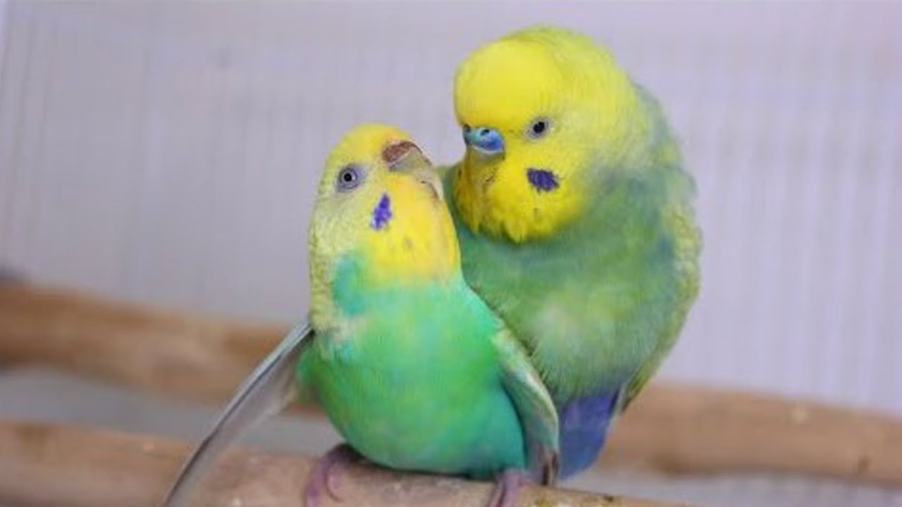 "Budgie Bird Aviary Tour 🐦 | Colorful & Happy Parakeets!" - YouTube