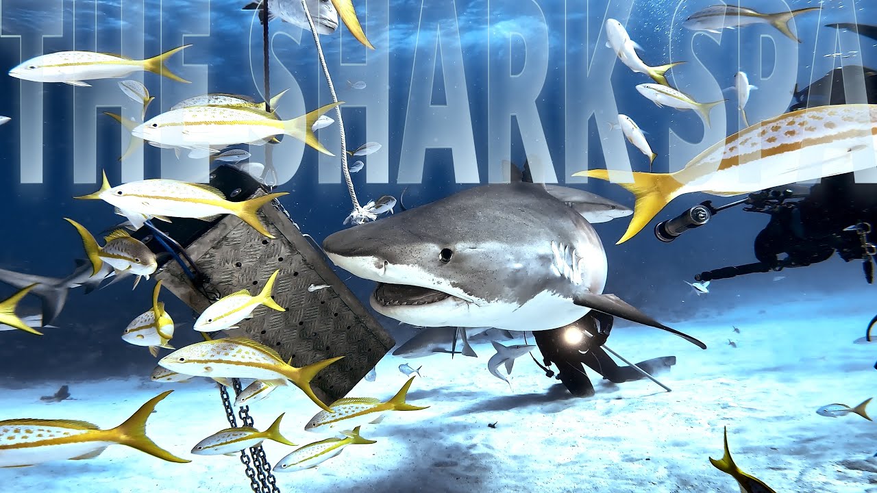 Shark Spa - David Attenborough - YouTube