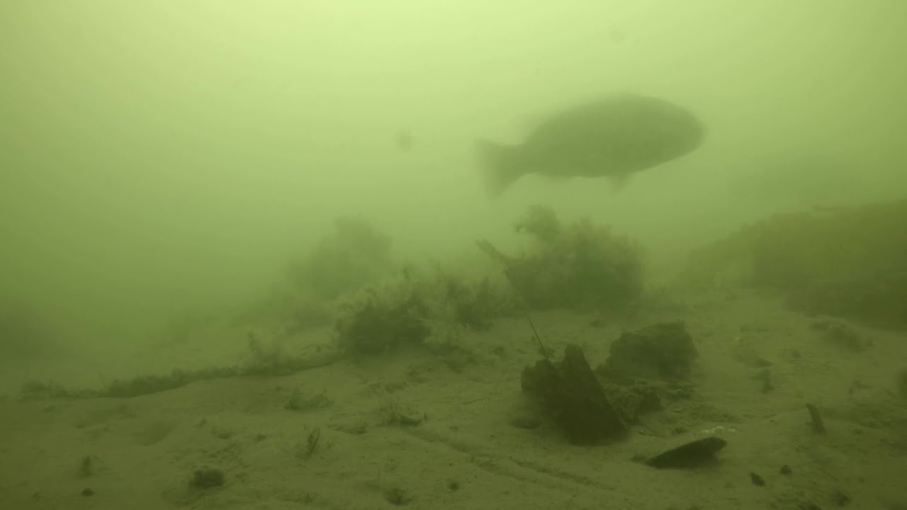 Crossbay Bridge Underwater cam. 6/4/2023 - YouTube