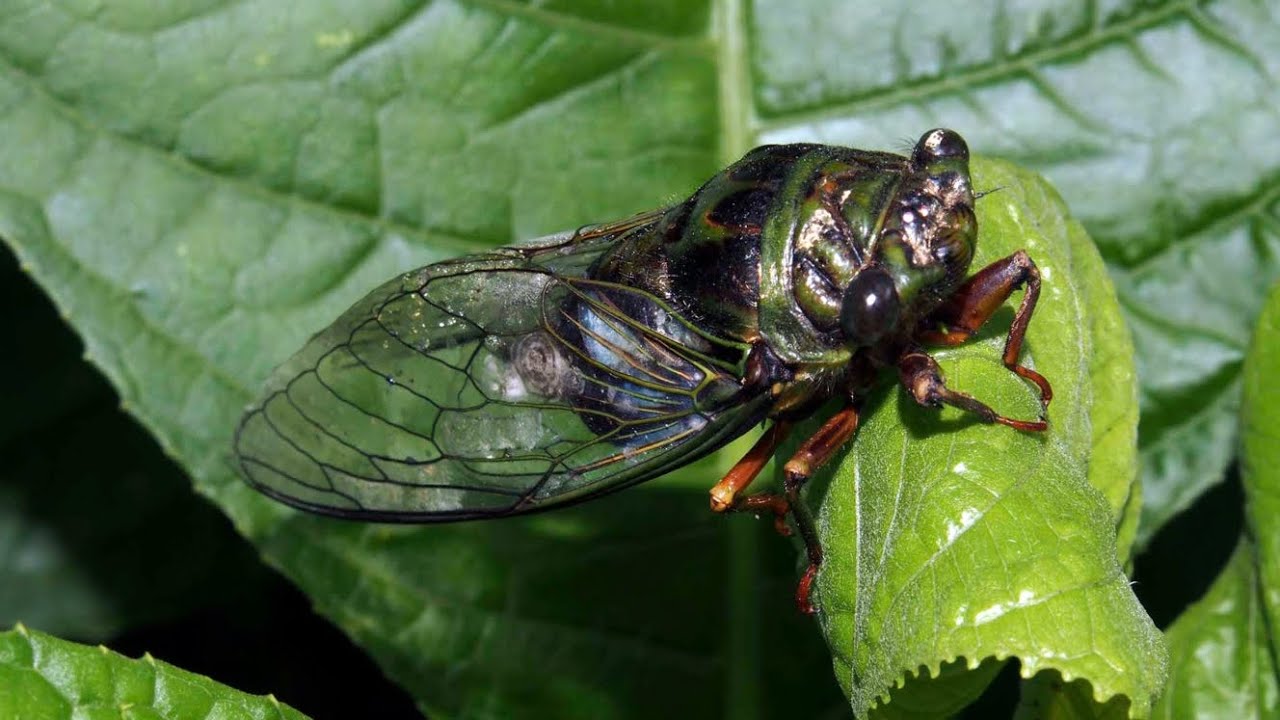 ESTOS INSECTOS ABUNDARÁN EN LAS SIGUIENTES SEMANAS A LO LARGO DE COSTA ...