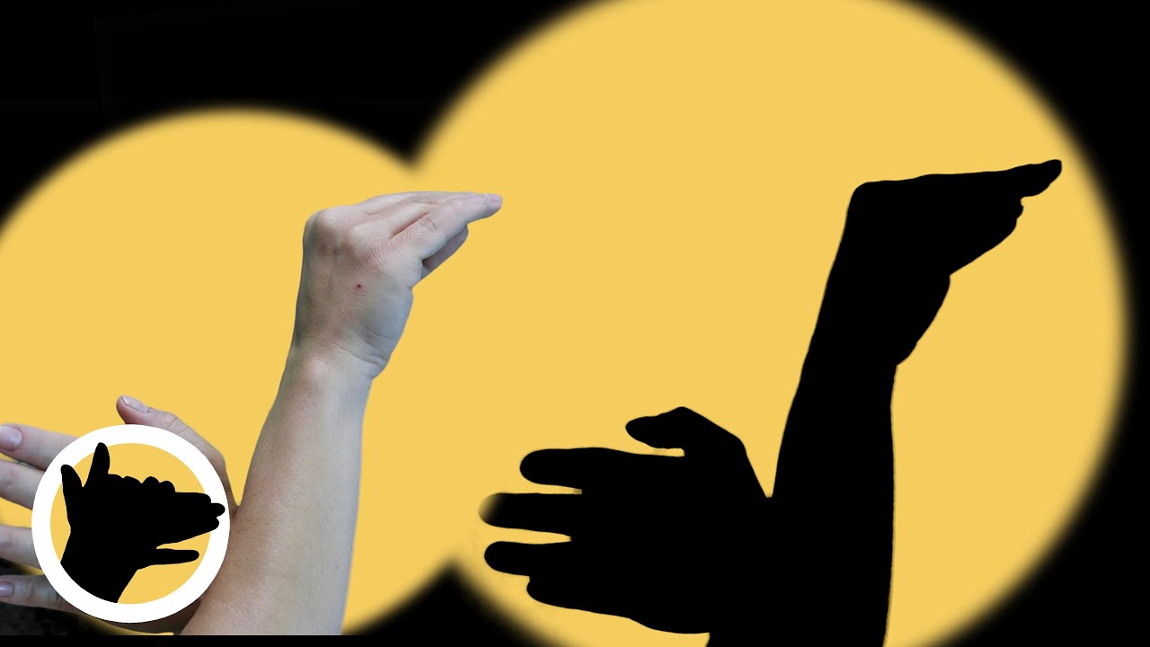 How to Create a HAND SWAN Shadow Puppet 🦢 - YouTube