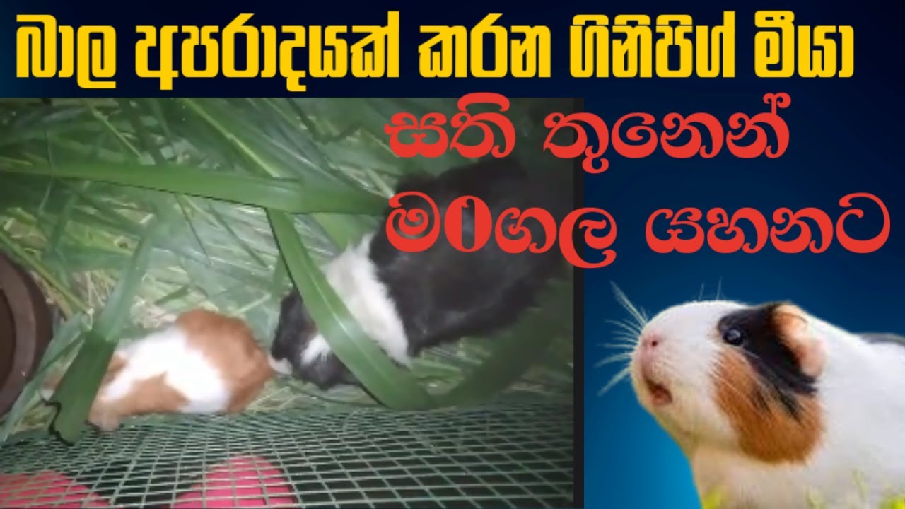 ගිනිපිග්ස් Guinea pig song Guinea pig says I love you | guinea pig ...