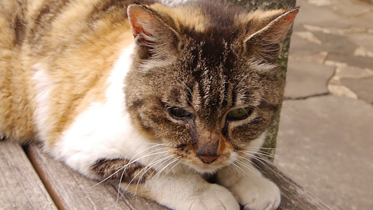 懐かしい猫になってしまったチャコ Tribute to Street Cat Chaco - YouTube