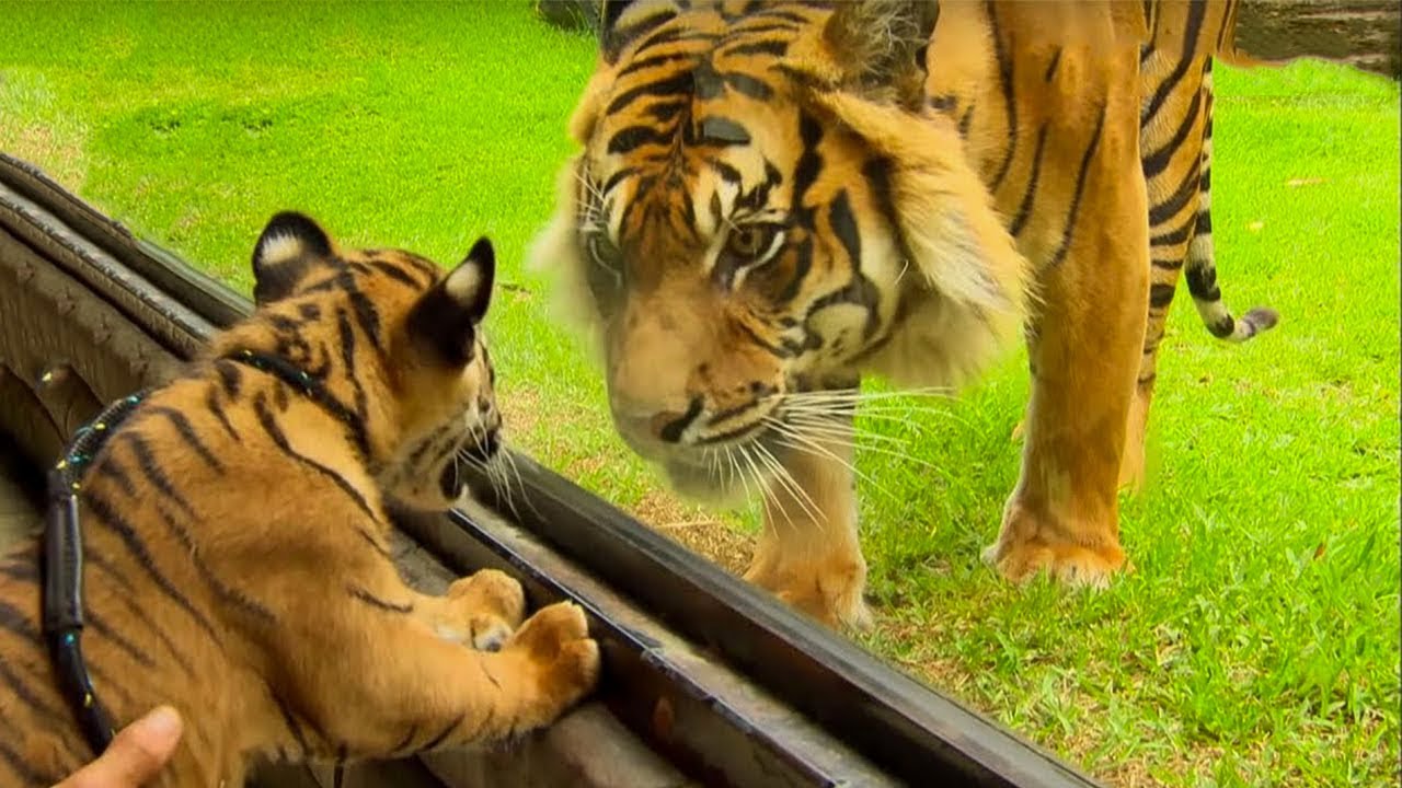 Cubs Reunited With Their Parents After Years! - YouTube