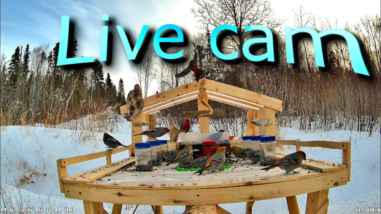 4K 24/7 LIVE Bird Feeder Cam | Quebec Nature Stream | - YouTube