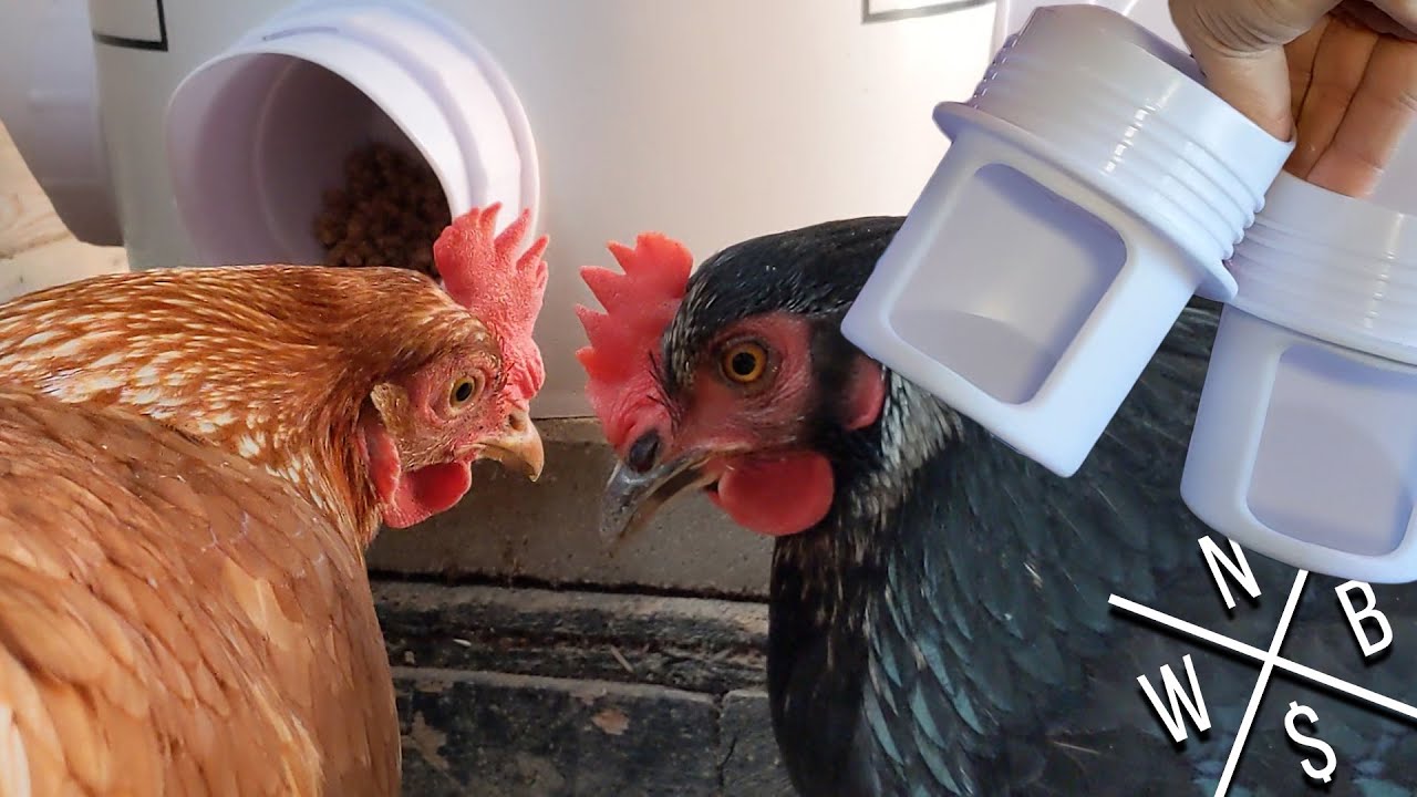 #DIY Chicken Feeder Kit - Unboxing & Review - YouTube