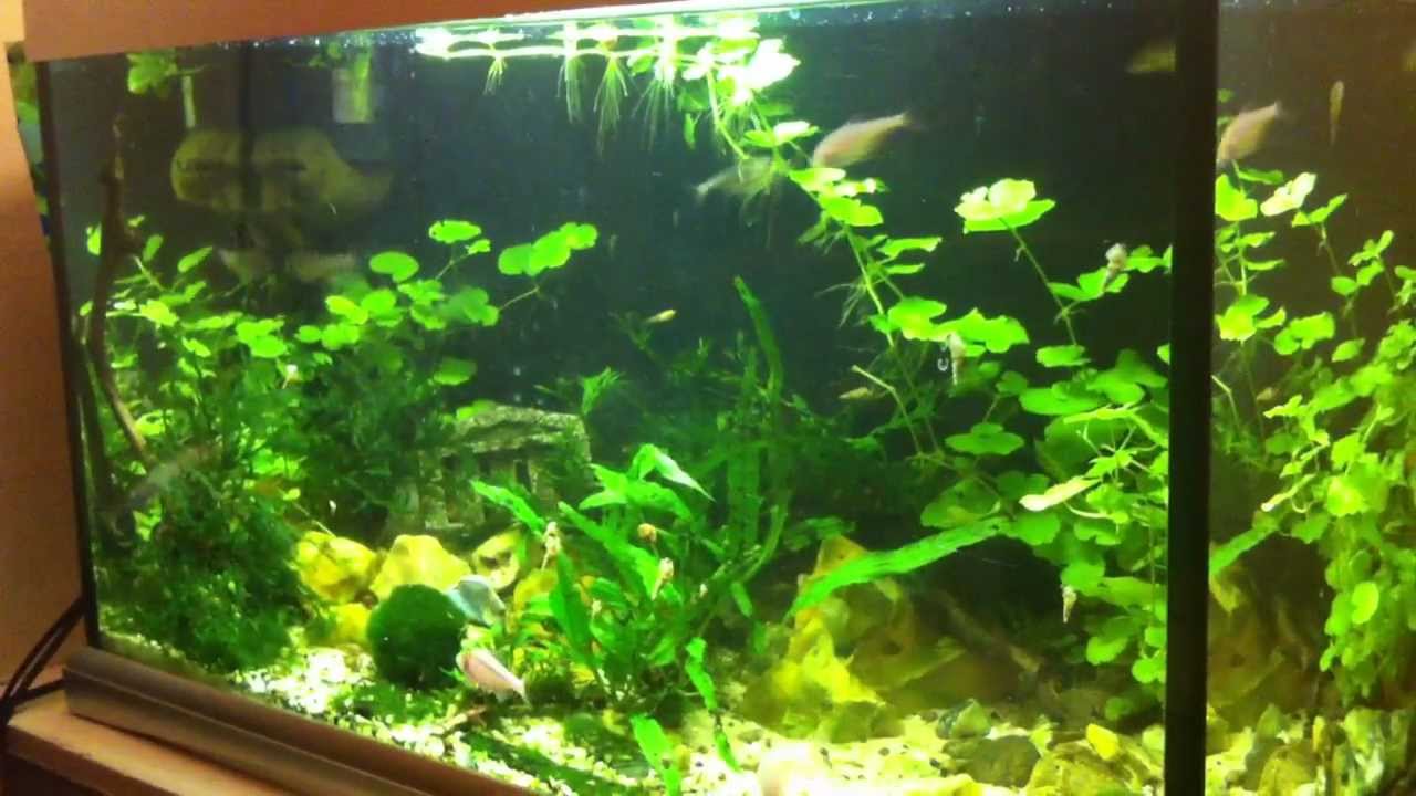 blind cave fish spawning in 60l tank - YouTube