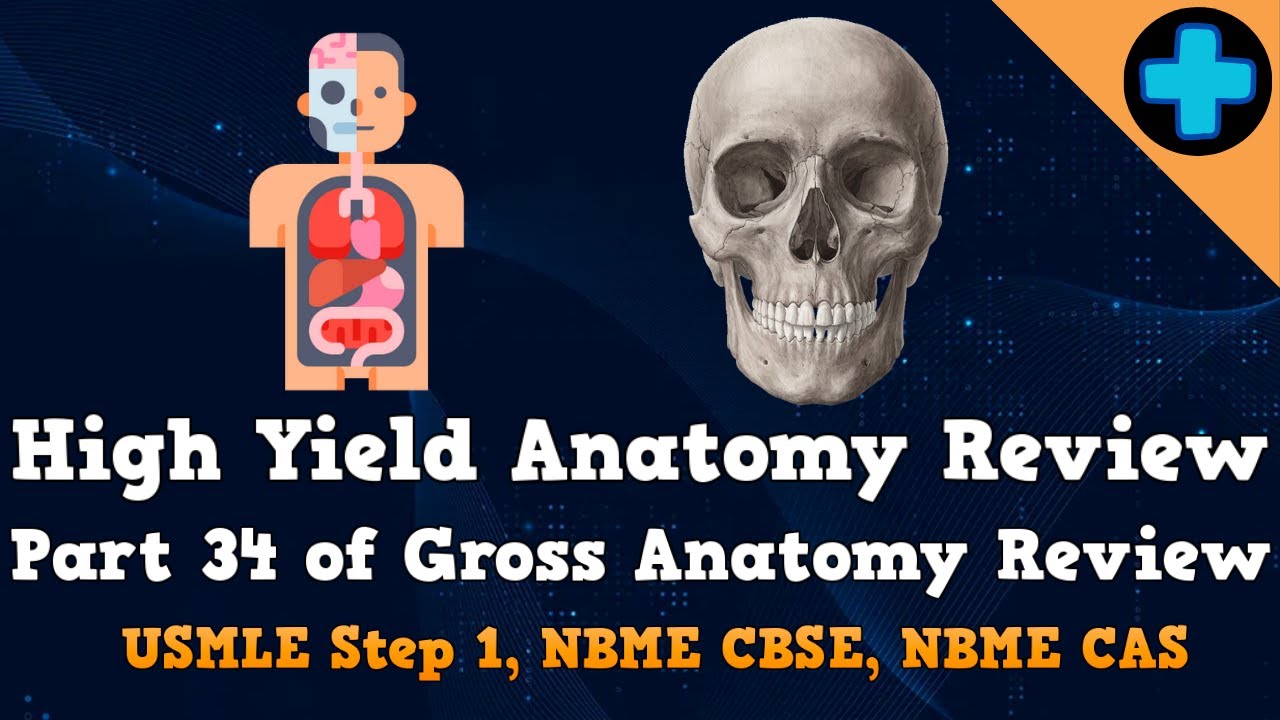High Yield Anatomy Review Part 34 (USMLE Step 1, NBME CBSE, and NBME ...