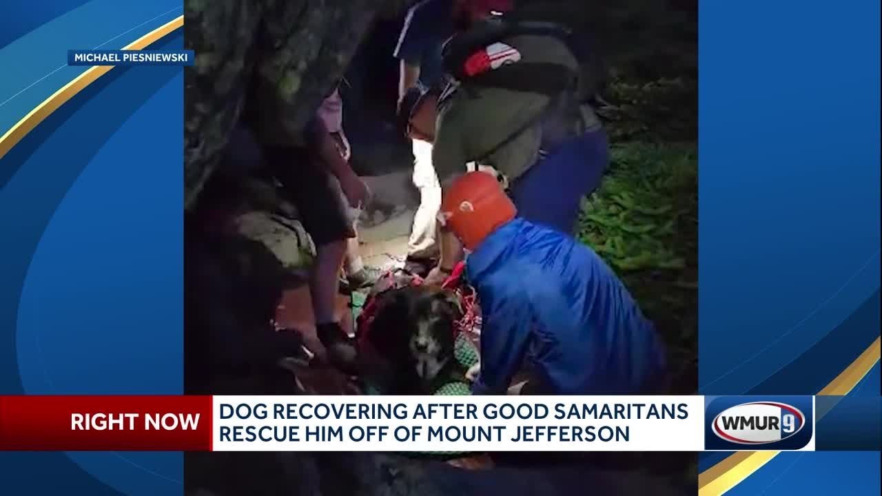 Dog recovering after Good Samaritans rescue him in White Mountains ...