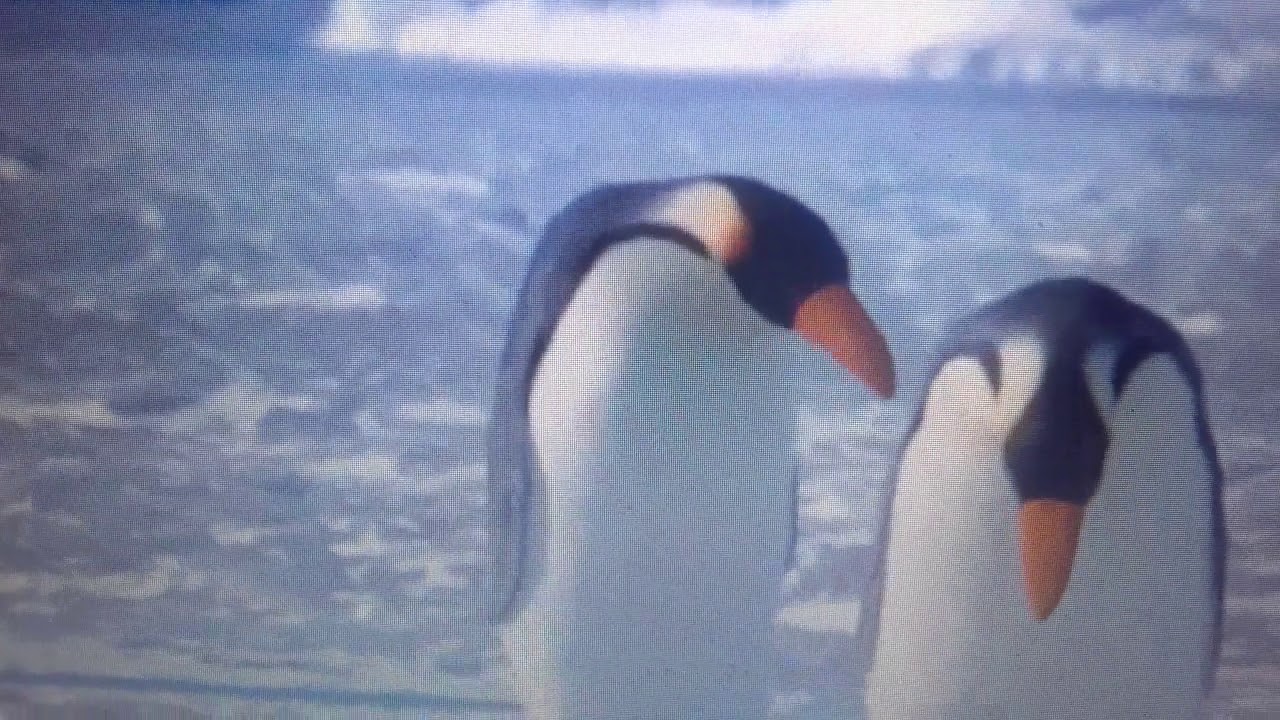 Pingu! (2021 Trailer) - YouTube