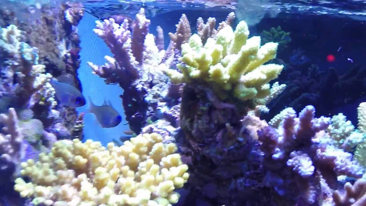 Cubicus CF new Impressions.... - YouTube