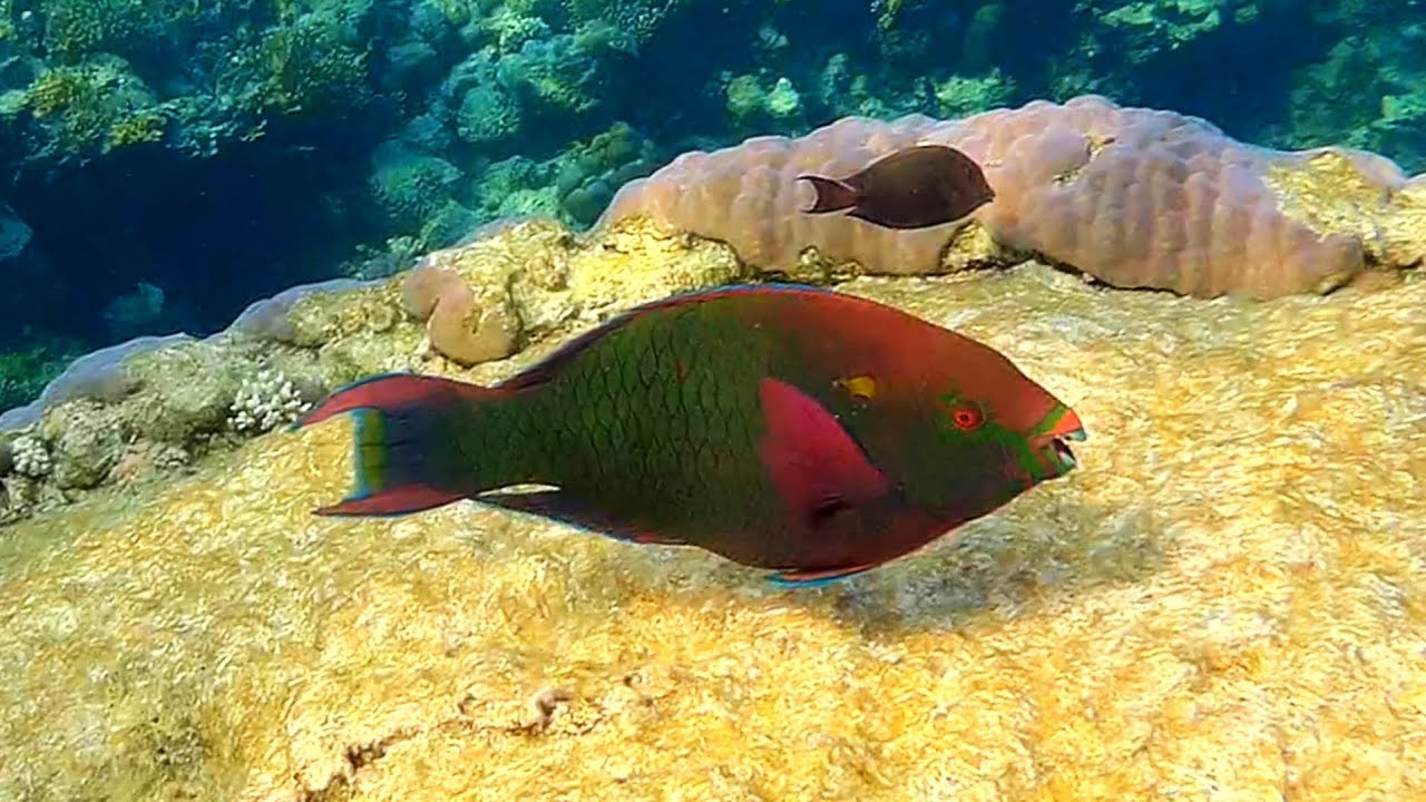 Dusky parrotfish mаle (Scarus niger), Темный попугай самец - YouTube