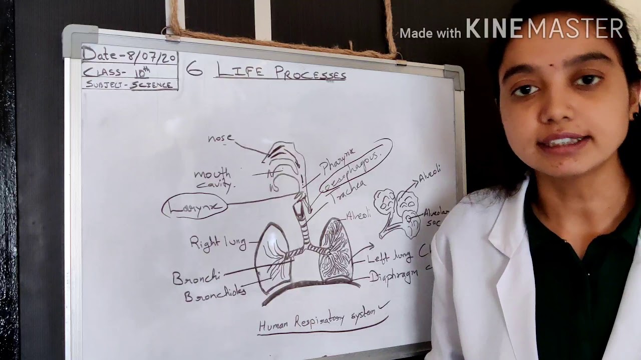 Class 10 chapter 6 part VIII respiratory system in human - YouTube