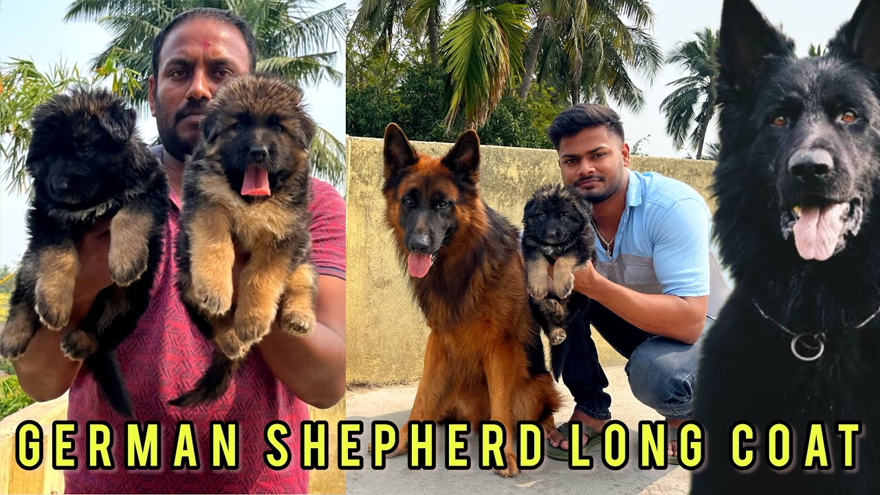Pure Long Coat German Shepherd Puppies Available At Best Price In India pure-long-coat-german-shepherd-puppies-available-at-best-price-in-india