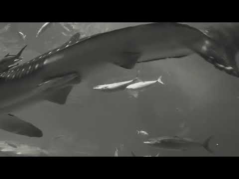 MERHT - KONTAK ( Video )
