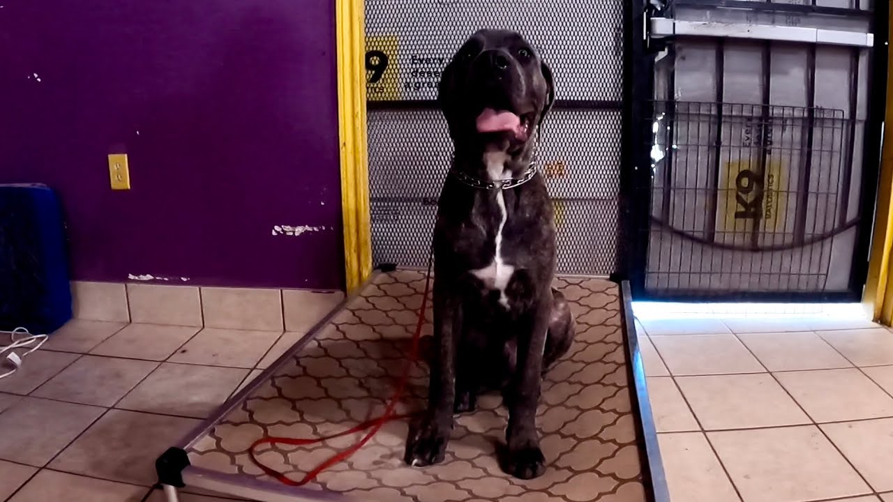 Two Cane Corsos Made To Suffer For The Sake Of Obedience | Diesil ...