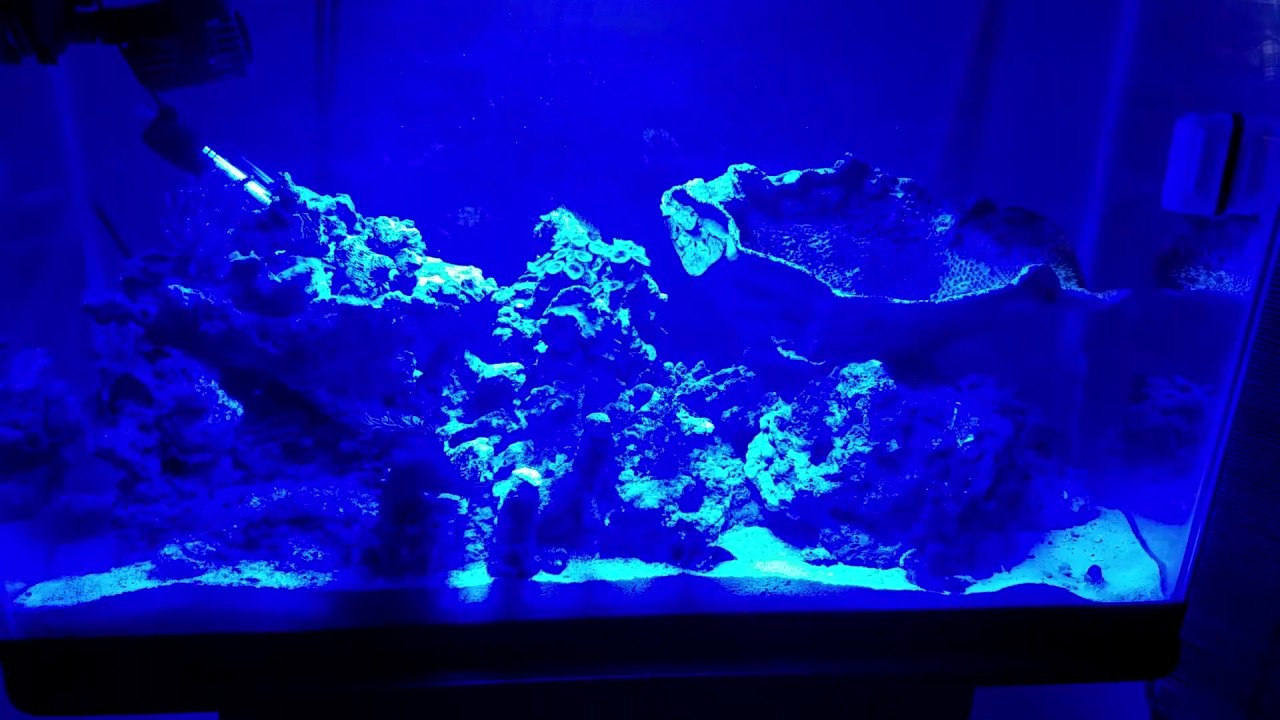 Blue Moonlight on the 29 Gallon Ultra Low Maintenance Saltwater Reef ...