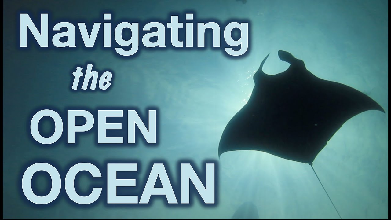 How Animals Navigate the Open Ocean - YouTube