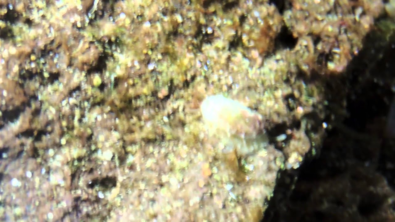 Stomatella Snail - YouTube