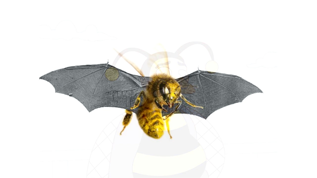 Why Can't Bees Be Bats? - YouTube