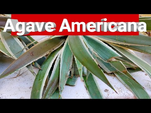 AGAVE : Potential Health Benefits of AGAVE/ Agave Nectar Fact Medicinal ...