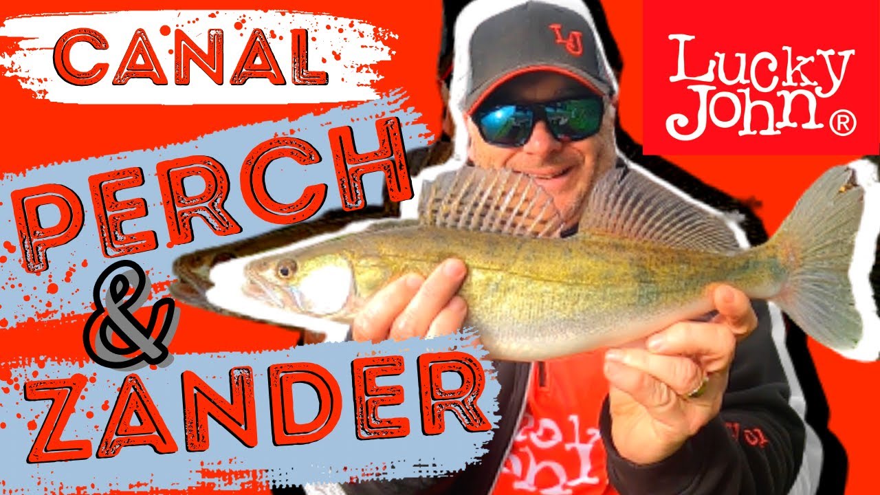 canal perch and zander 2 - YouTube