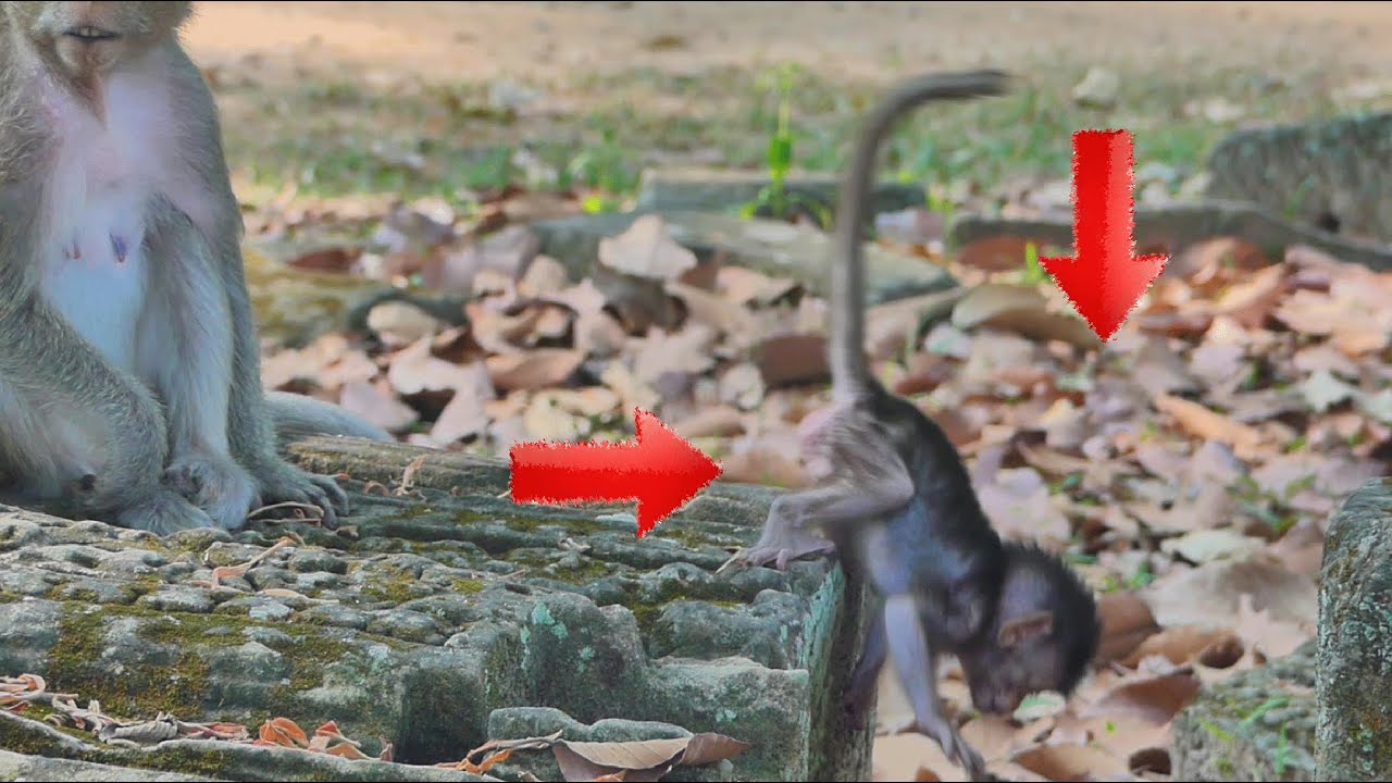 Oh Help little Baby Monkey making a mistake falling | Monkey Animals ...