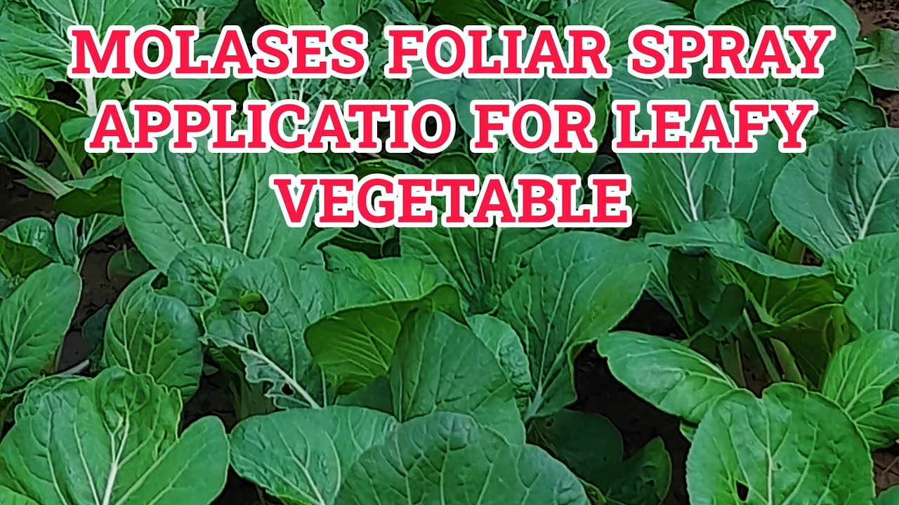 MOLASES FOR LEAFY VEGETABLE APPLICATION | paano mag spray ng molases sa ...