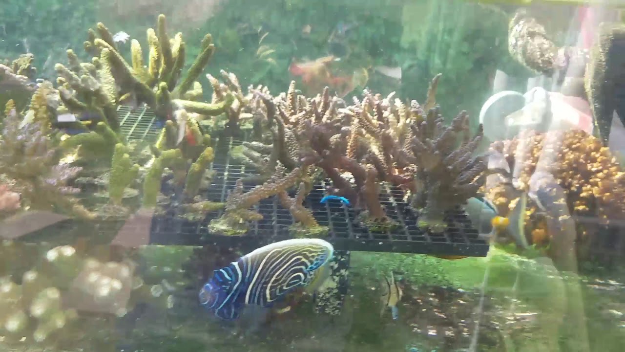 o2manyfish - Fish Restocking or Fish Hoarder - Tease Video - YouTube