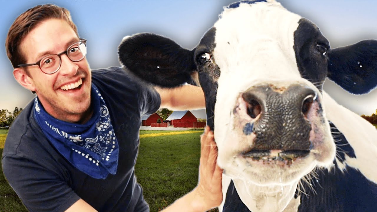 We Tried Hugging Cows For Stress Relief - YouTube