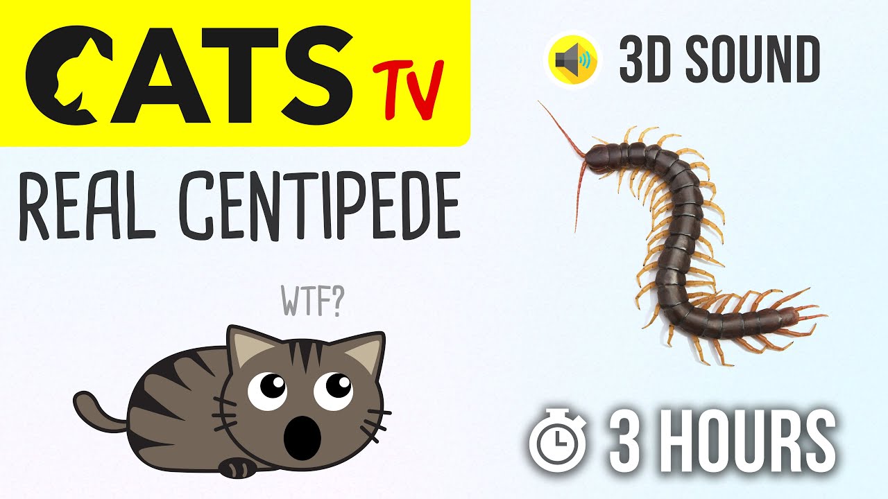 CATS TV - Real Centipede 🙀 3 HOURS (Cat games on screen) - YouTube