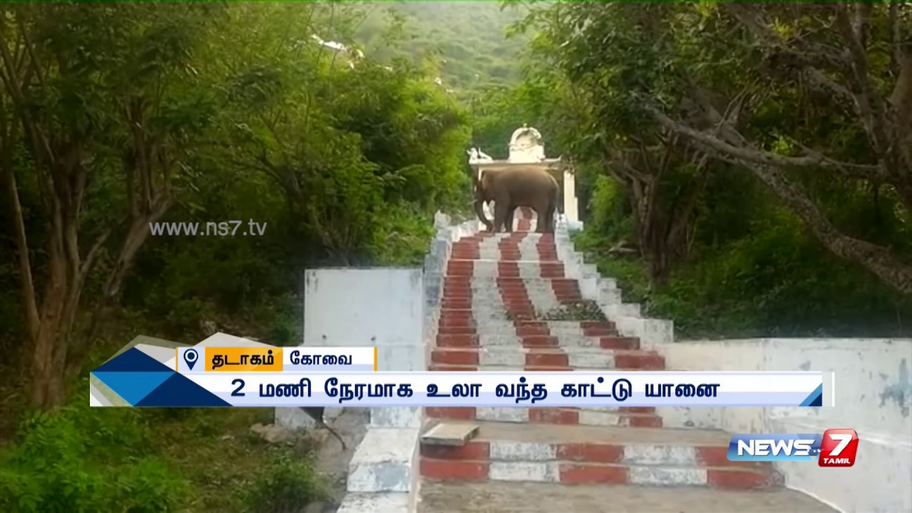 Wild elephant enters temple at Thadagam in Coimbatore | News7 Tamil ...
