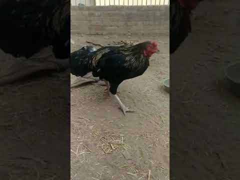 SHAMO Eating - YouTube
