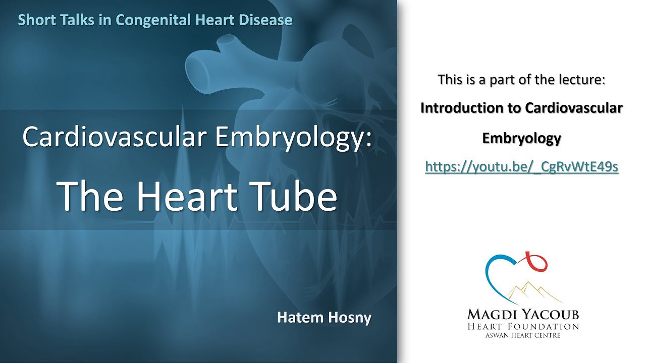 The Heart Tube (Embryology) - Hatem Hosny - YouTube
