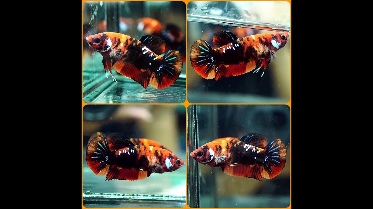 A191 Fancy NEMO TIGER KOI HMPK Female Betta Fish - YouTube