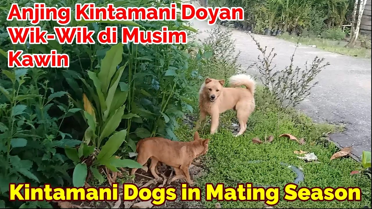 Anjing Kintamani Doyan Wik-Wik di Musim Kawin - Kintamani Dogs in ...