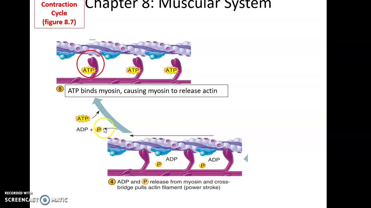 Chapter 8 Topics: Signaling a Contraction and Contraction Cycle - YouTube