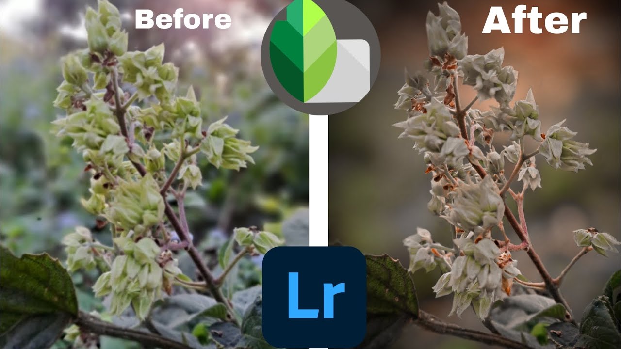 how to edit a plant with snapsèed and lightroom and inshot apps. - YouTube